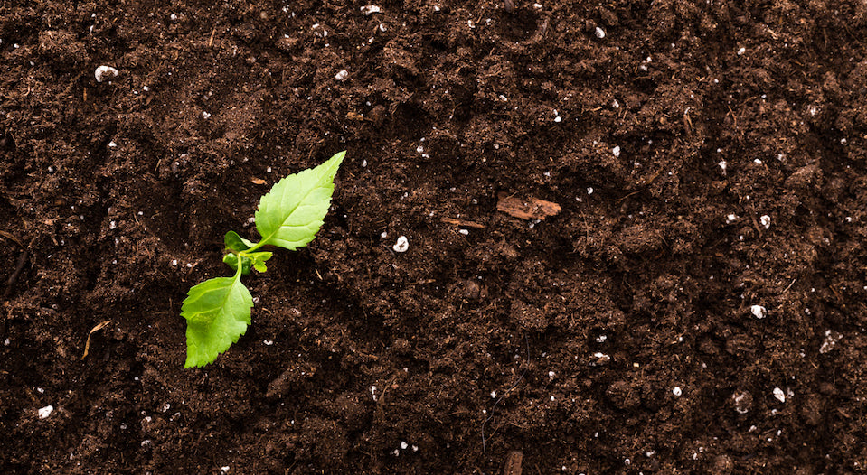 Best Compost for Vegetables: Expert Tips & Top Picks for a Thriving ...