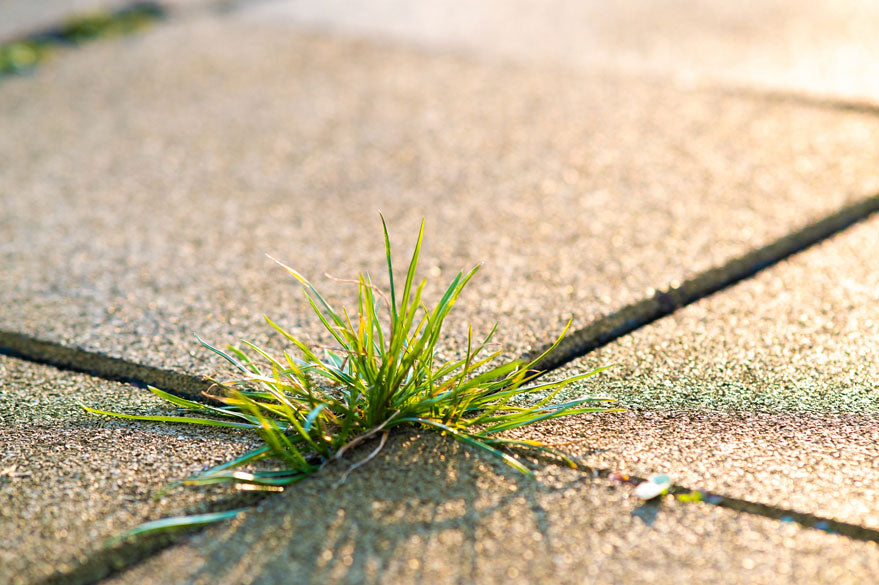 Reclaim Your Drive: Best Weed Killer Options for Homeowners – Whitakers ...