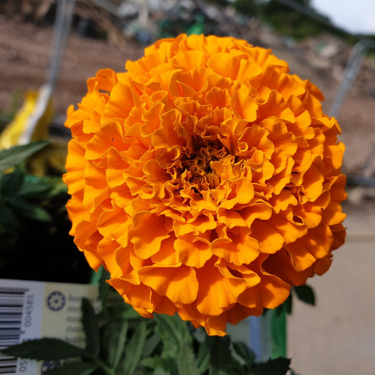Marigold African Orange – Whitakers Garden Centre