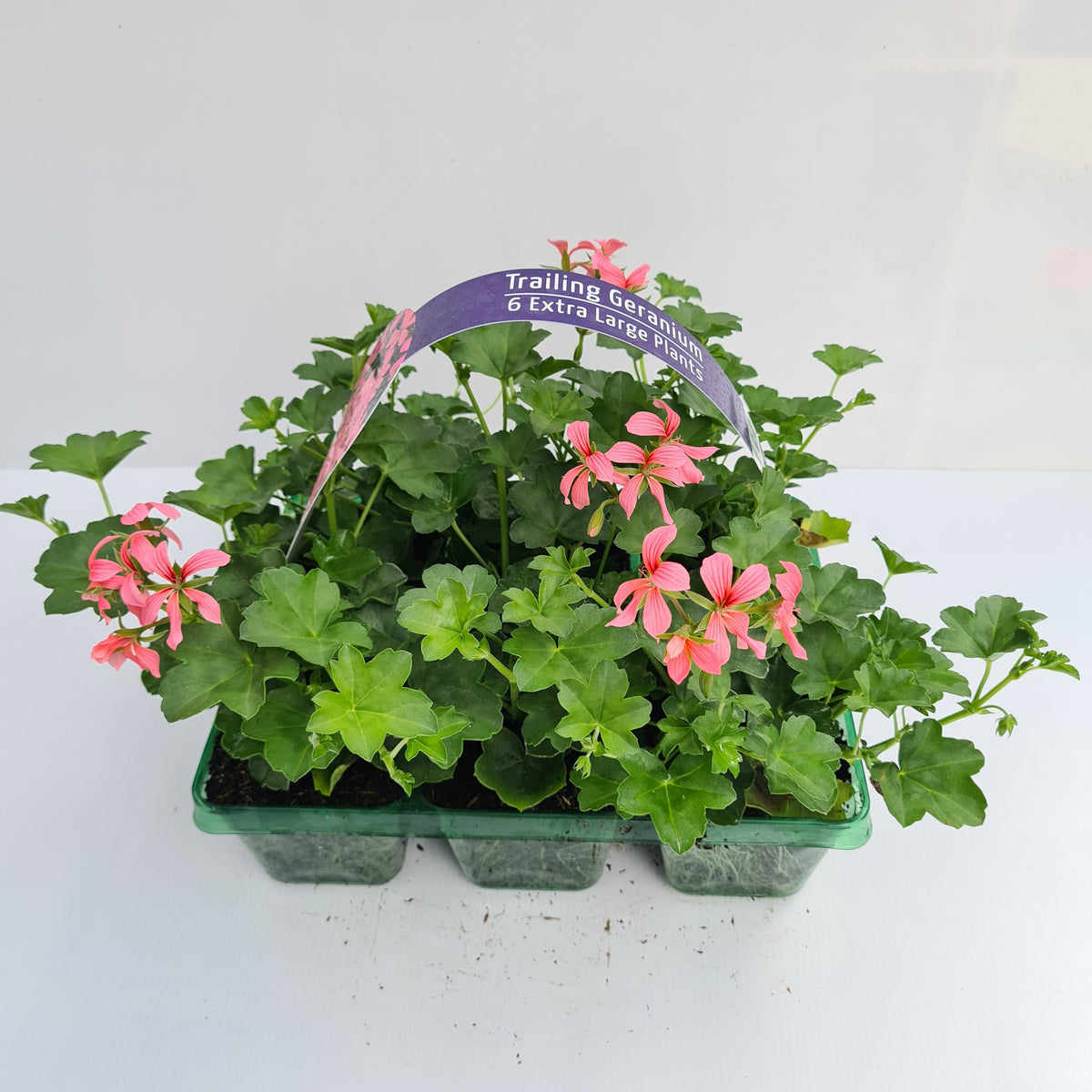 Geranium Trailing Pink – Whitakers Garden Centre