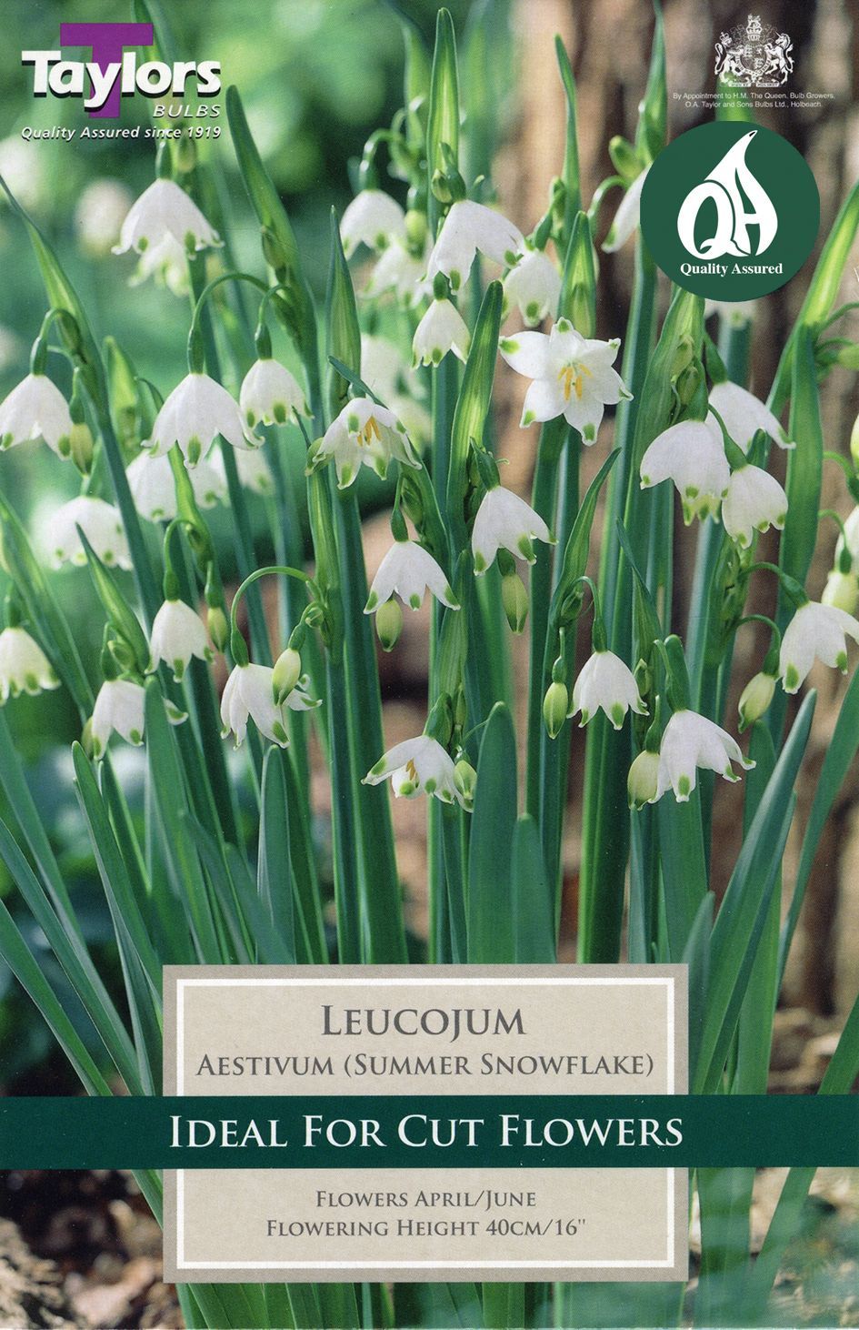 LEUCOJUM AESTIVUM (SUMMER SNOWFLAKE) – Whitakers Garden Centre