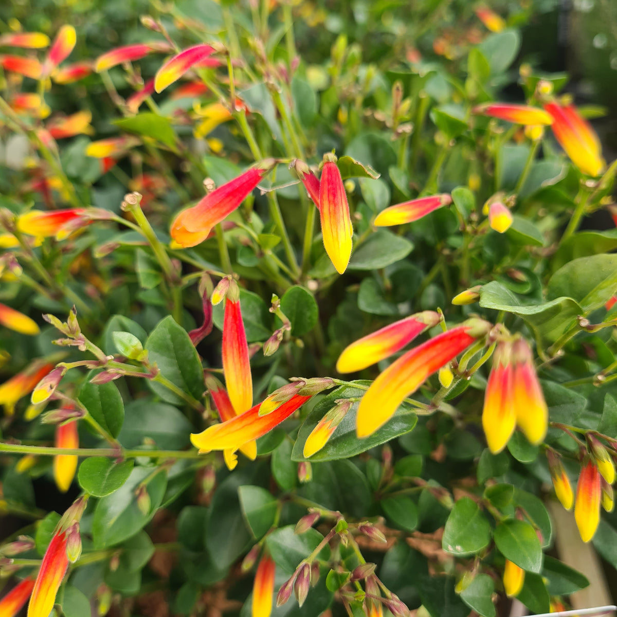 Jacobinia pauciflora Firefly – Whitakers Garden Centre