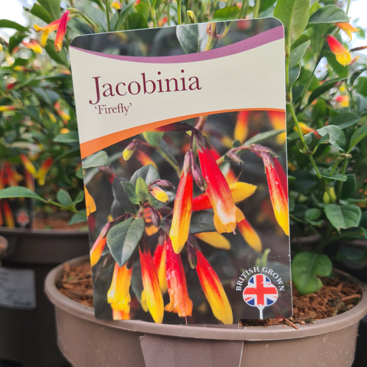 Jacobinia pauciflora Firefly – Whitakers Garden Centre