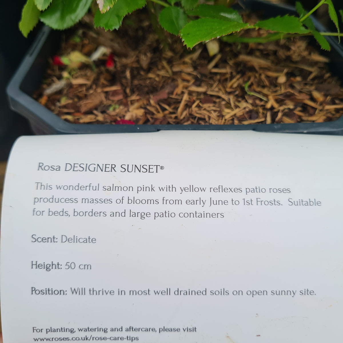 DESIGNER SUNSET ROSE – Whitakers Garden Centre